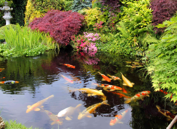 Pond Builders Near Me | Find Local Pond Contractors
